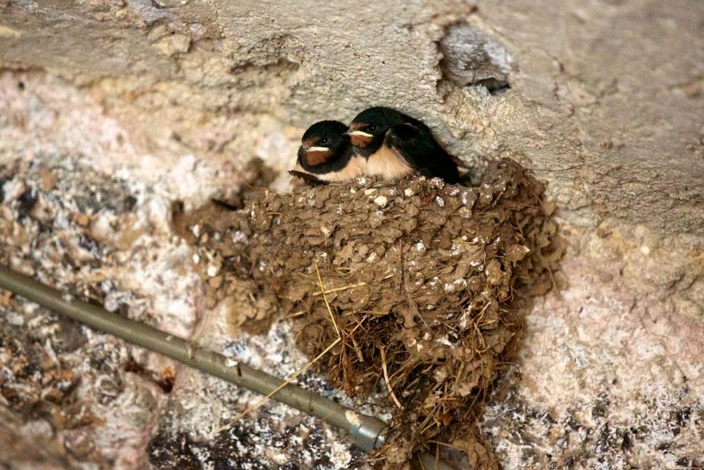 Schwalben Brutzeit: wann nisten/brüten sie?