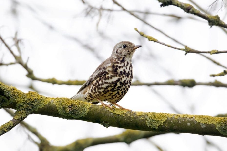 Liste: 6 heimische Drosselarten mit Bild