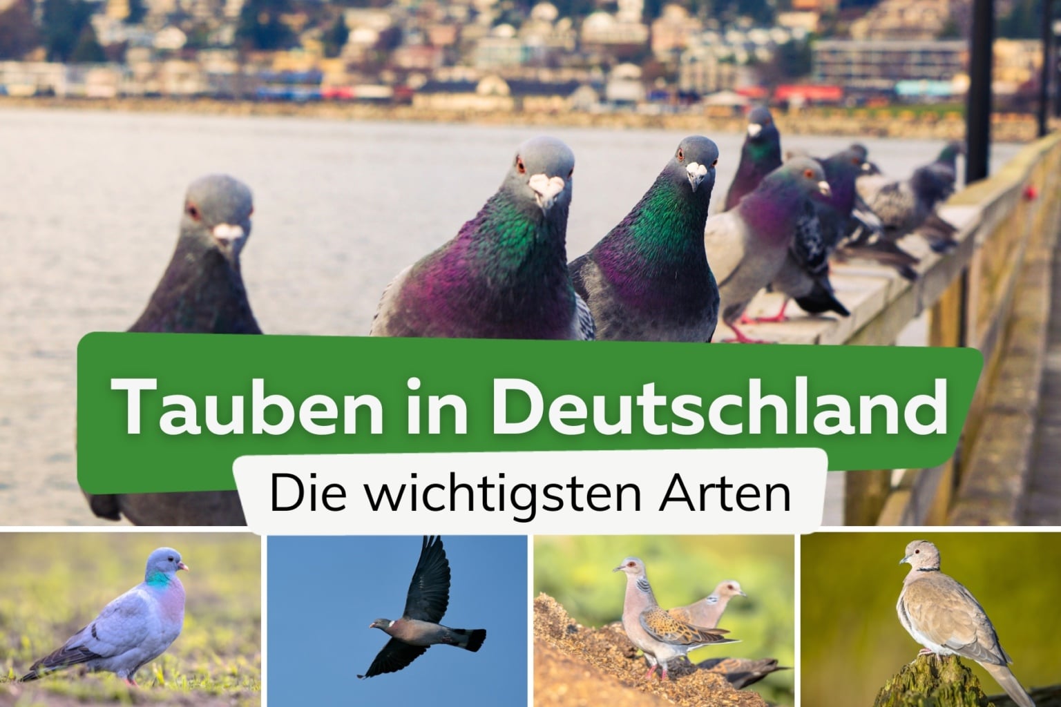 11 heimische Taubenarten mit Bild