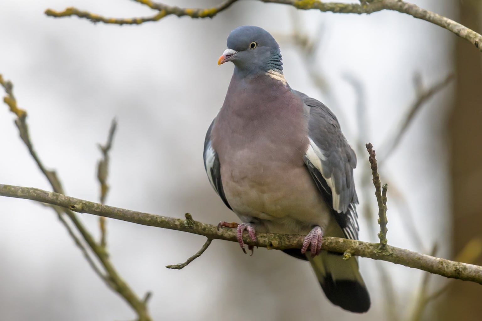 11 heimische Taubenarten mit Bild