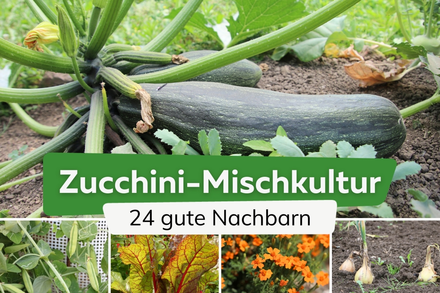 Kã¼rbis Und Zucchini Gute Nachbarn