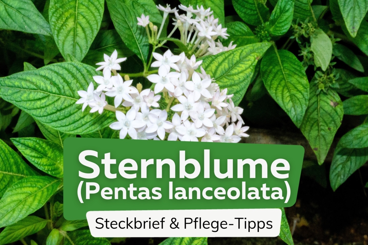Stilvolle ãgyptische Sternblume Pflege Bild