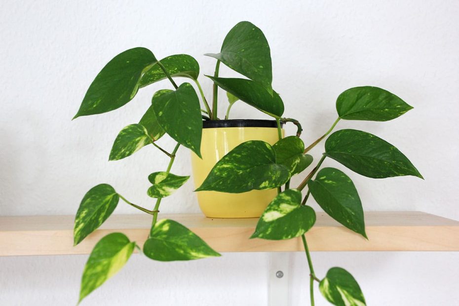 Efeutute: Pflege von A-Z | Epipremnum aureum als Zimmerpflanze