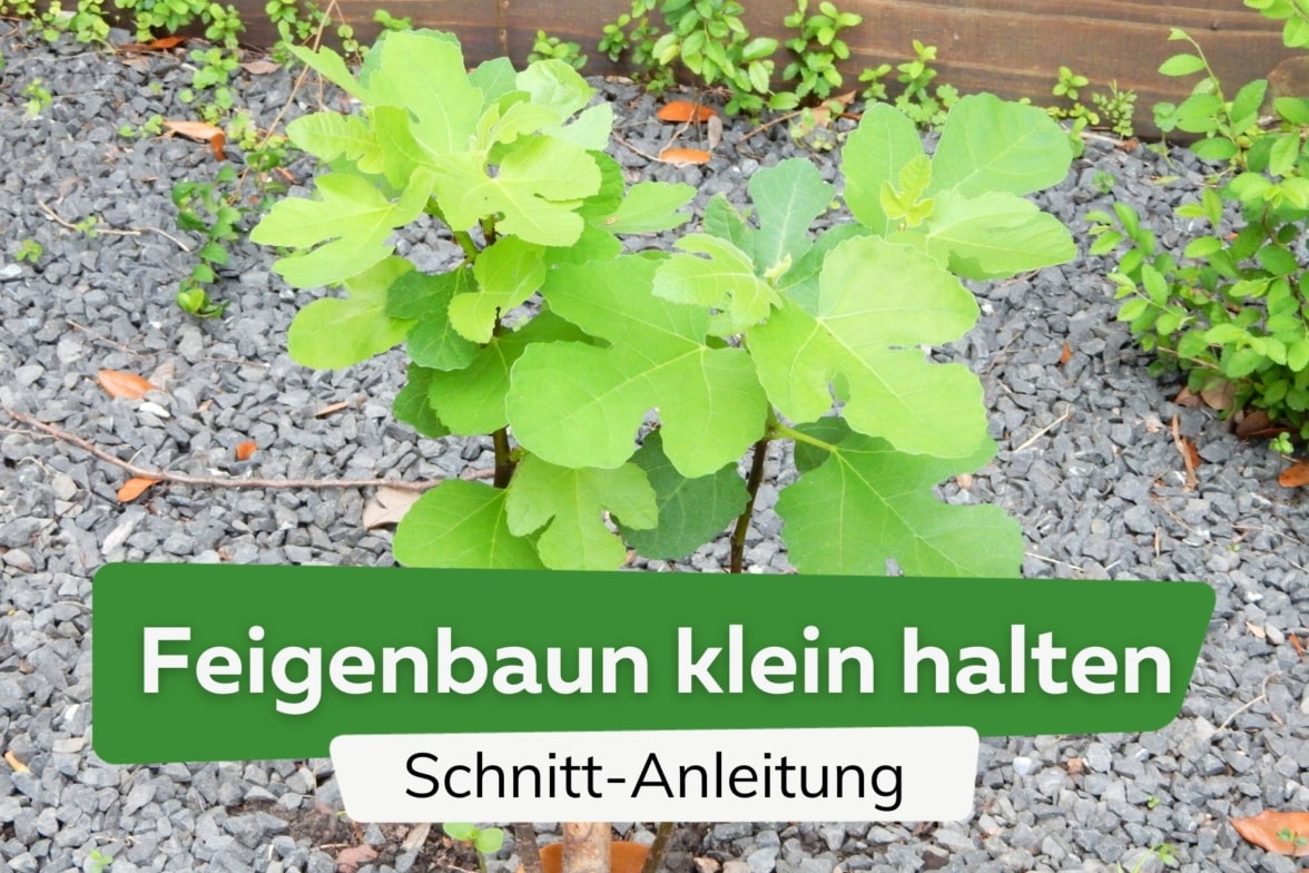 Ficus-Arten von A-Z: Liste mit Namen und Bild