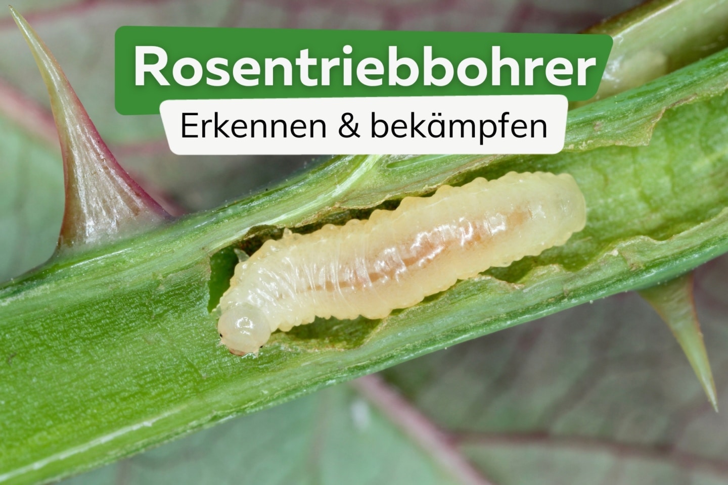 Rosenrost bekämpfen & vorbeugen: 6 Hausmittel