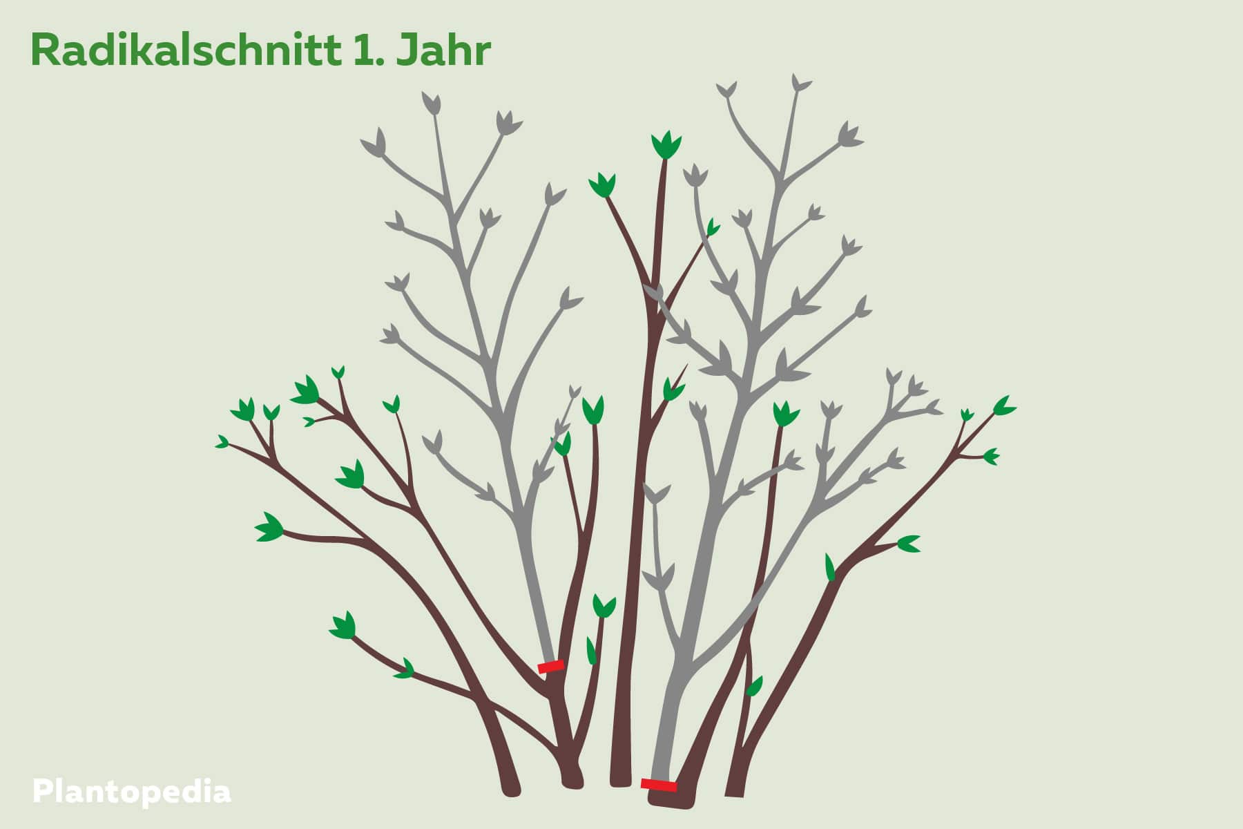 Forsythie Schneiden Radikalschnitt