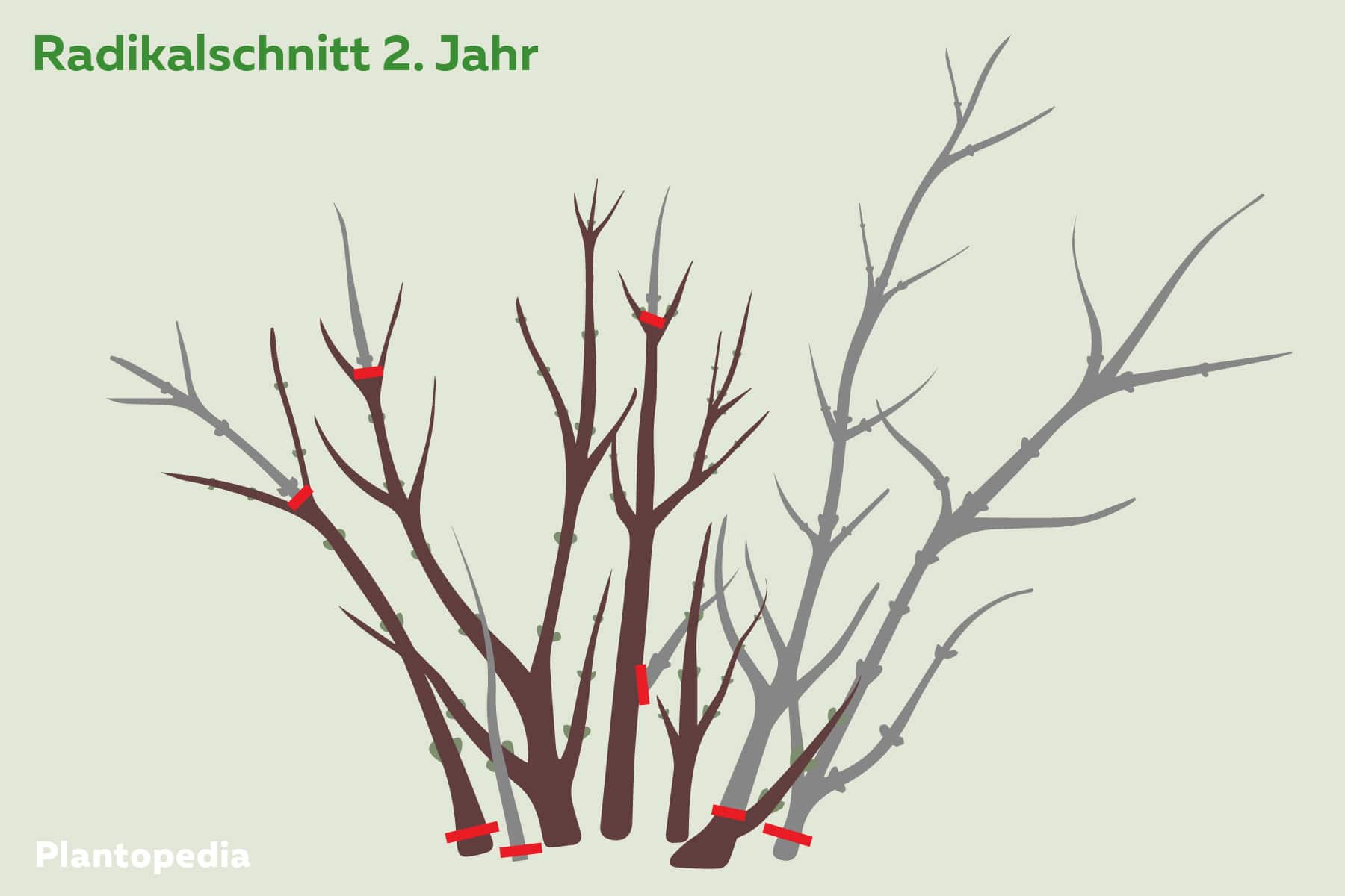 Forsythie Schneiden Radikalschnitt