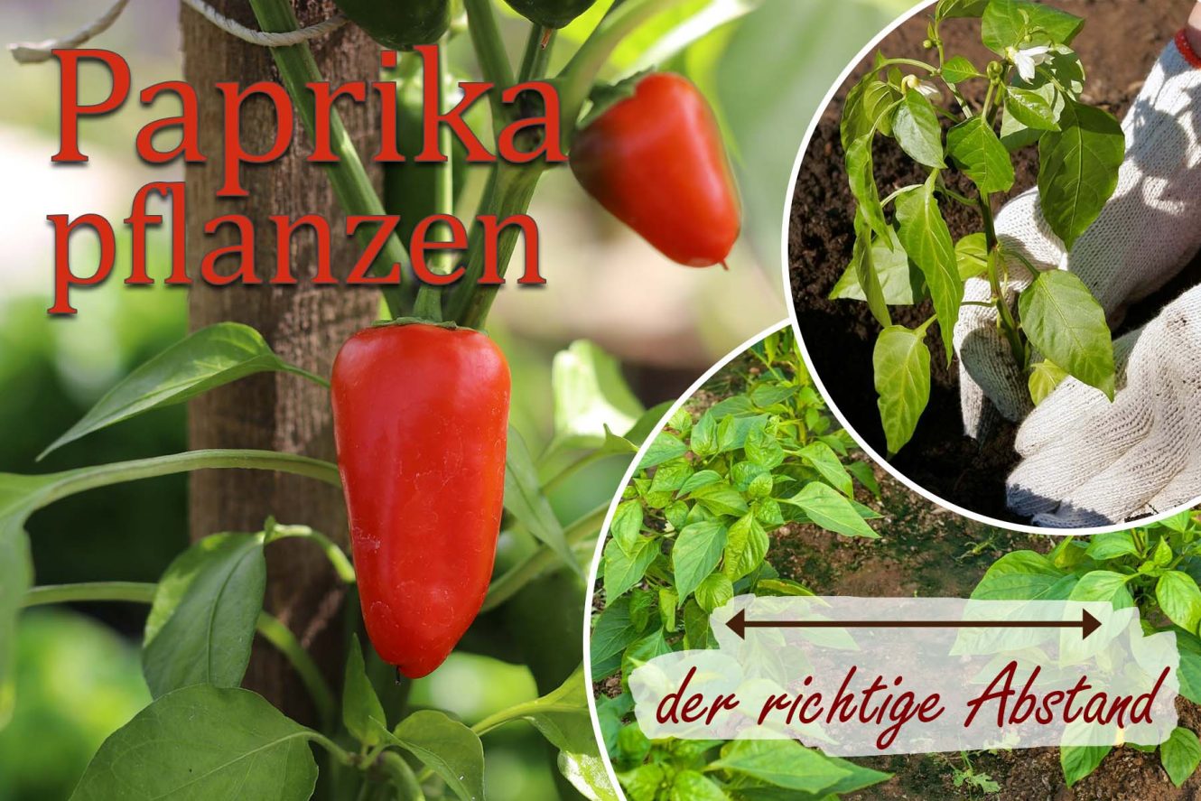 Paprika Werden Nicht Rot