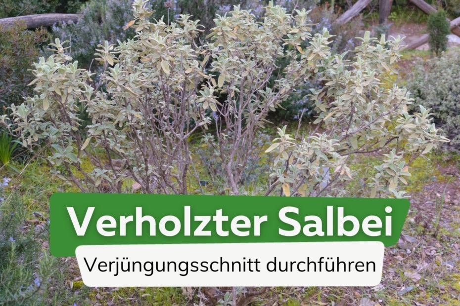 Salbei einfrieren - so geht es richtig! 4 Punkte, auf die du achten ...