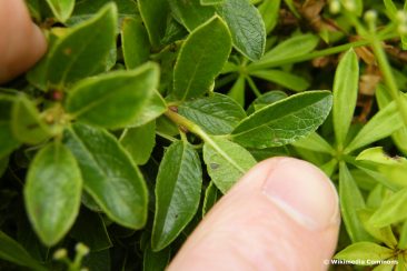 Zwergweide, Salix arbuscula: Bäumchenweide Pflege von A-Z