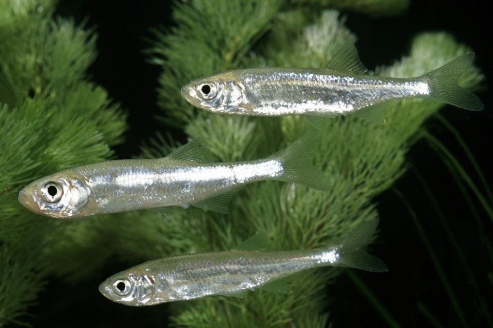 8 algenfressende Fische für den Teich | Algenfresser