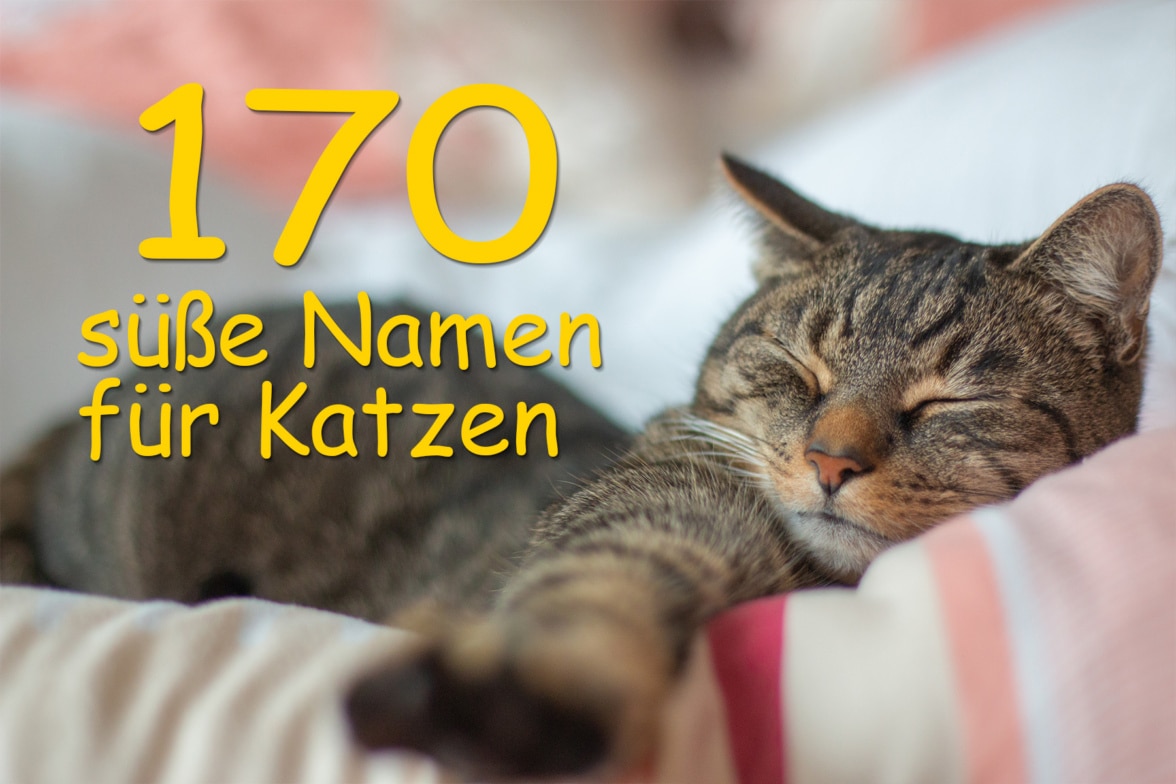 188 beliebte Katzennamen für Pärchen & Geschwister