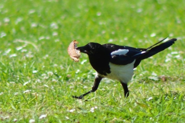 Was fressen Elstern? | Erstaunlich vielseitige Nahrung