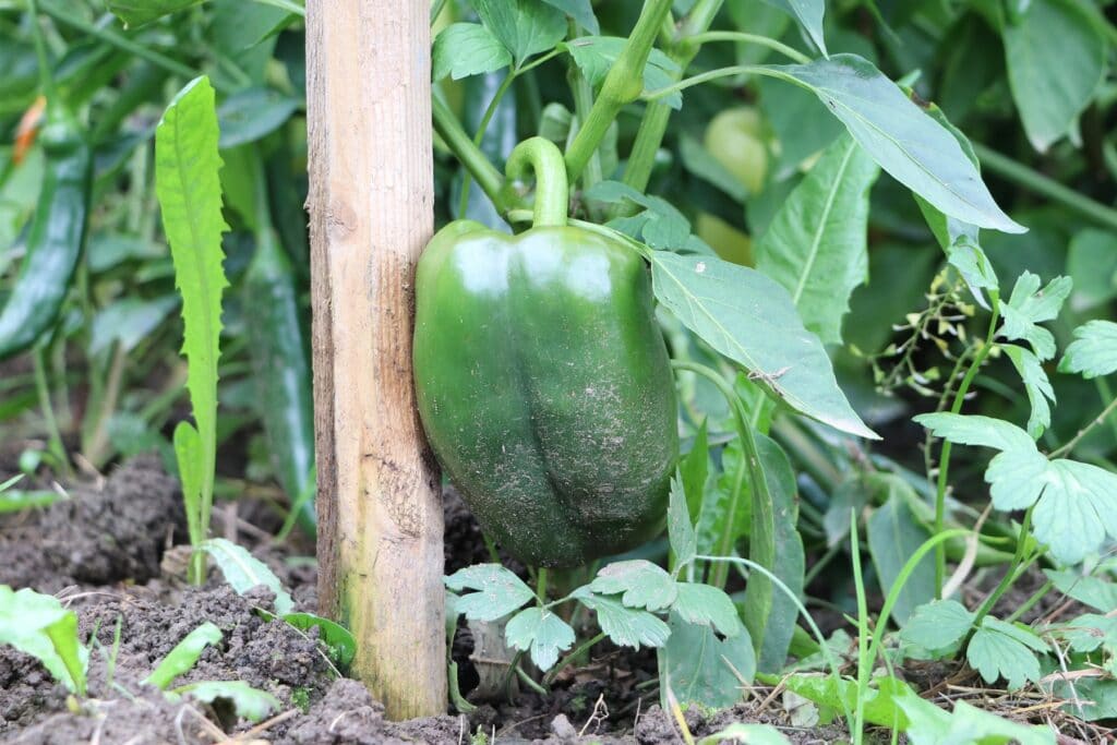 Paprika werden nicht rot: woran liegt es? Kann er nachreifen? - Hortica.de