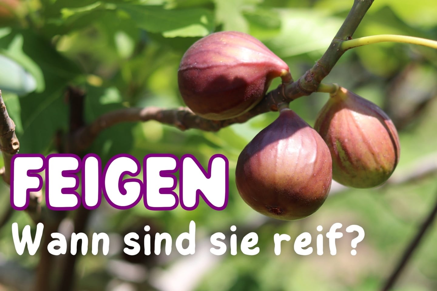 Wann Werden Feigen Reif
