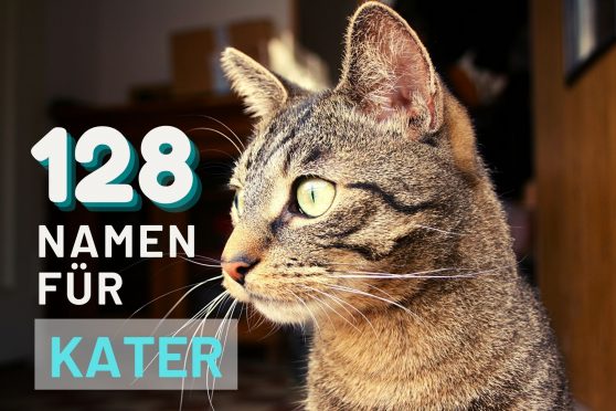 191 schöne weibliche Katzennamen mit Bedeutung