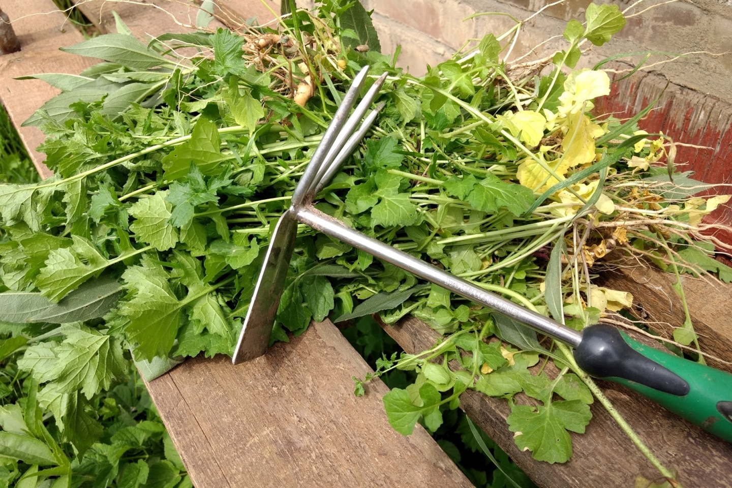 Gras Aus Beet Entfernen