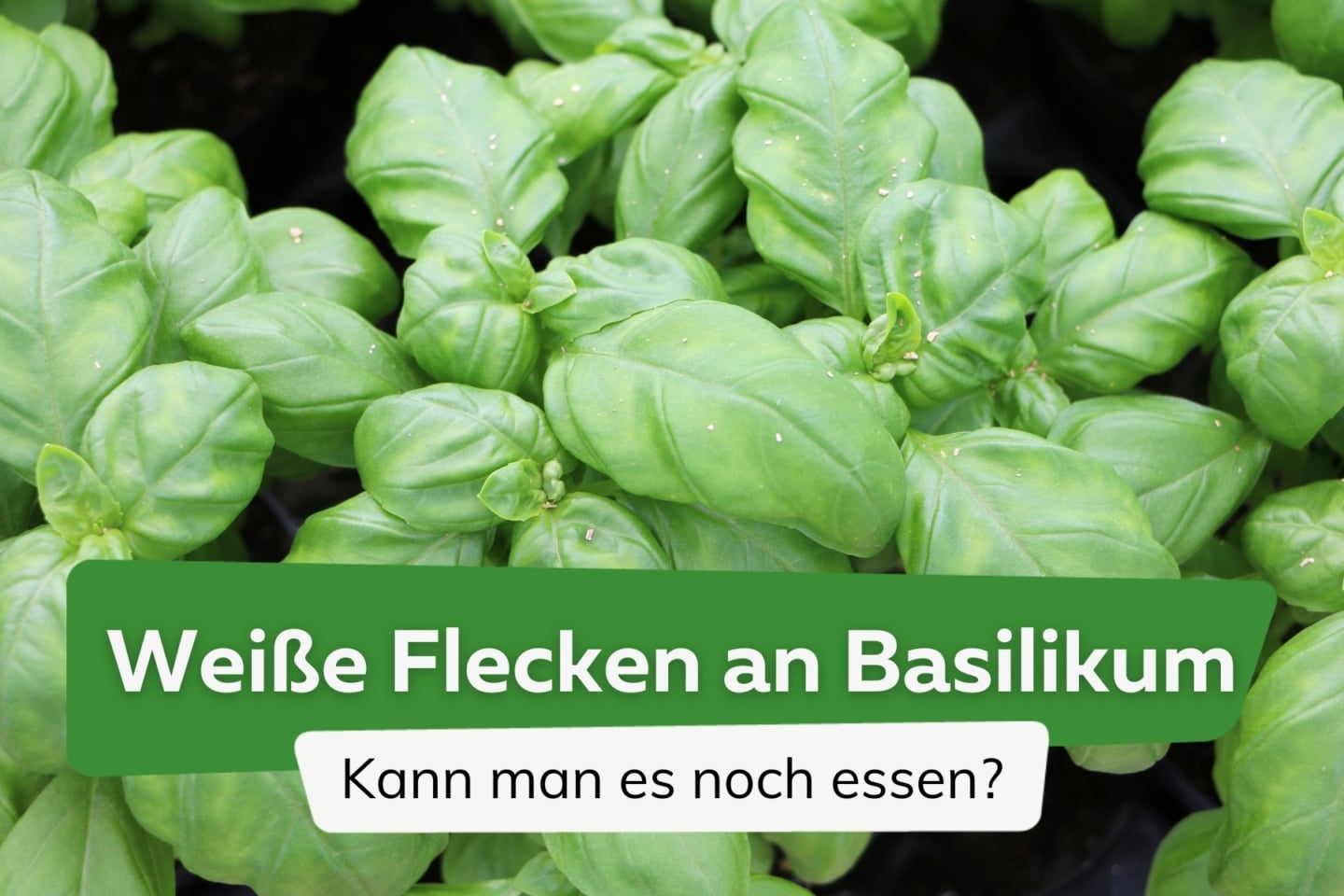 Basilikum Weisse Flecken