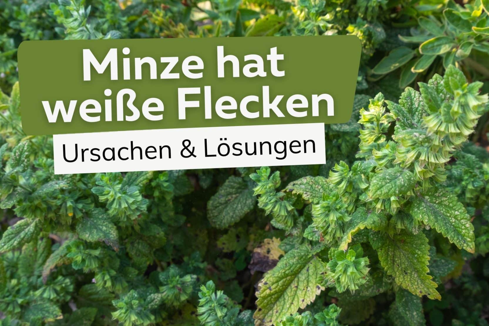Minze Weie Flecken