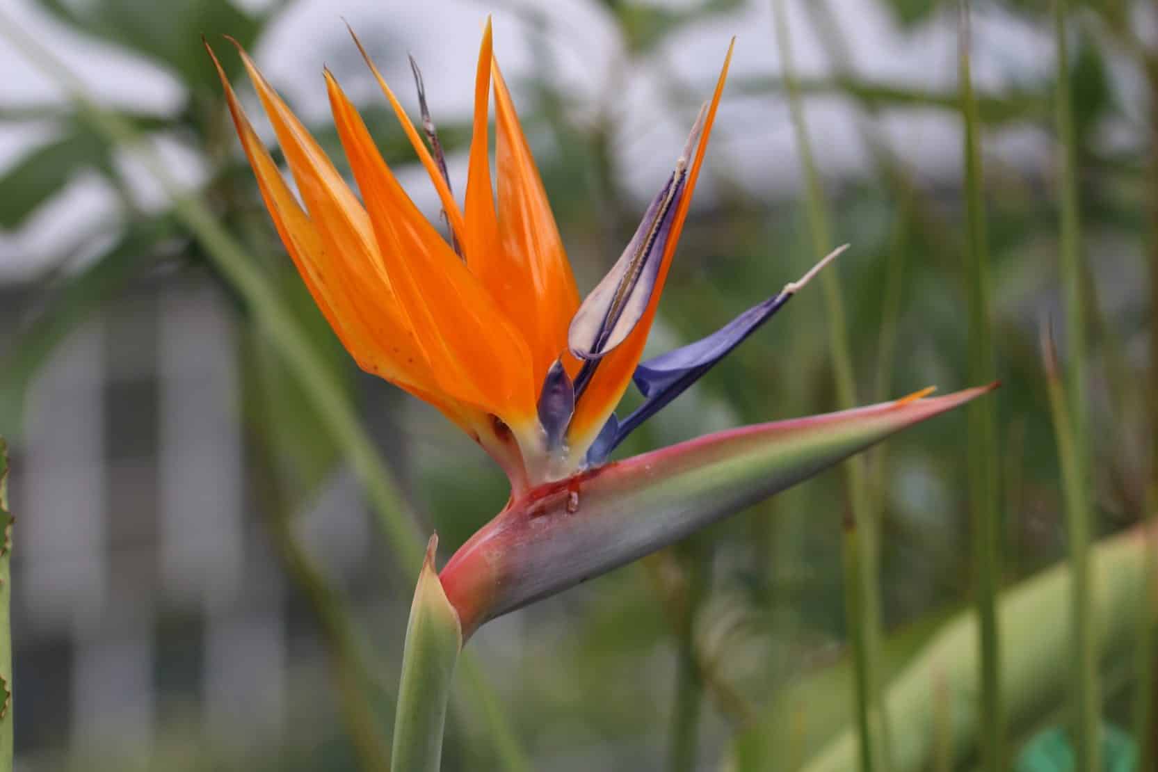 Strelitzien-Arten von A-Z | Paradiesvogelblume Sorten