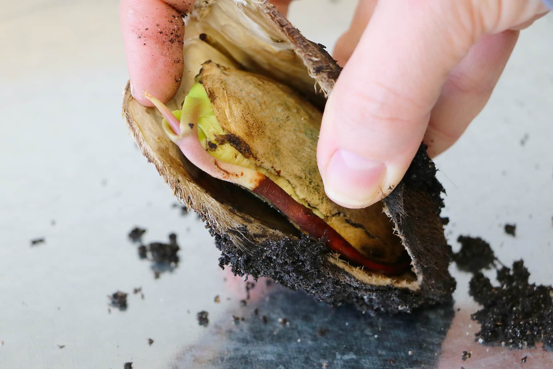 Mangokern in Wasser keimen lassen