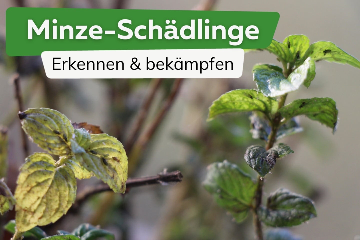 Minze Weie Flecken