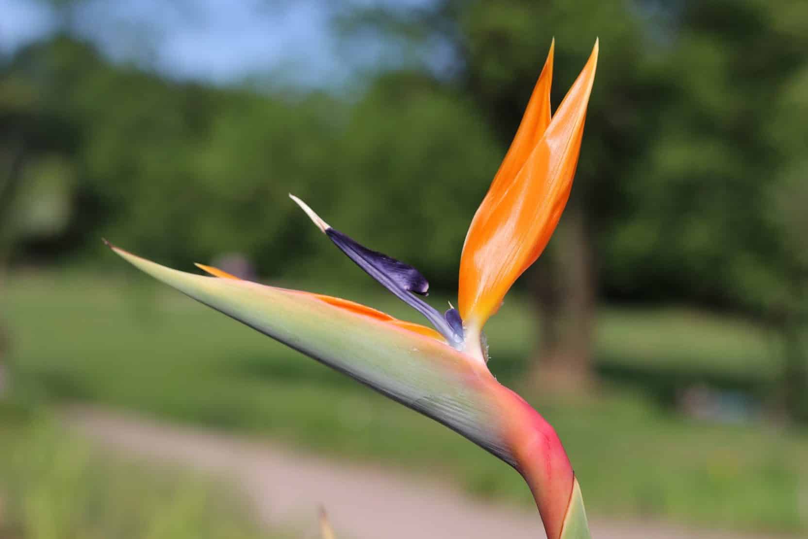 Strelitzien zum Blühen bringen: so gelingt es