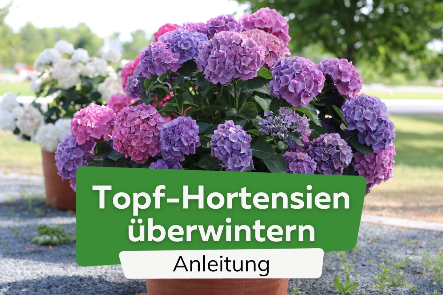 Hortensien Im Kbel Berwintern