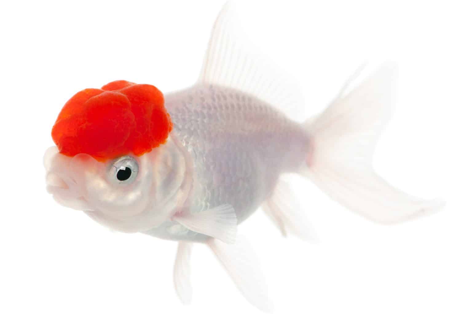 10 beliebte Arten Goldfische