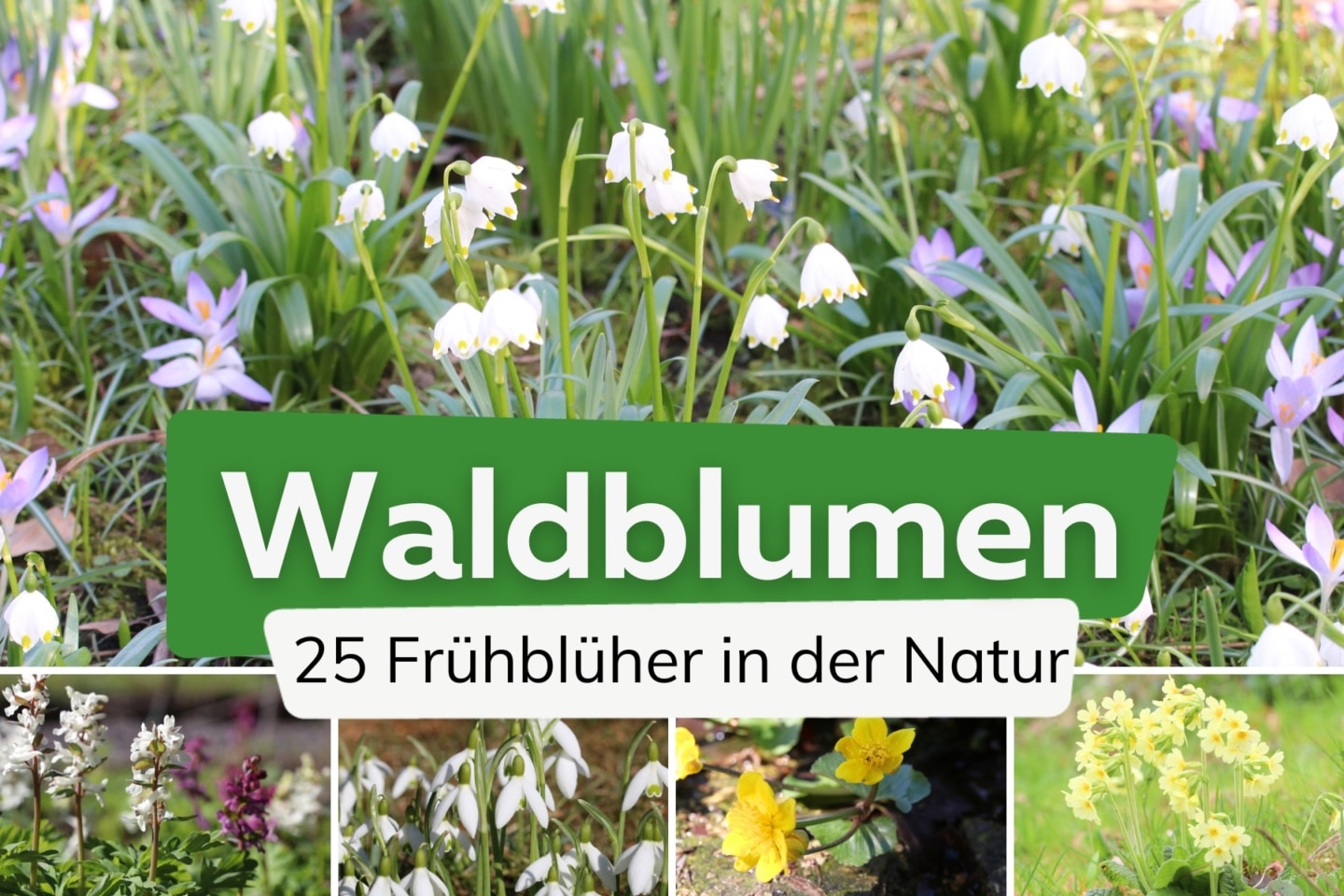Stern-Magnolie, Magnolia stellata: Pflanzen, Pflege und Schneiden