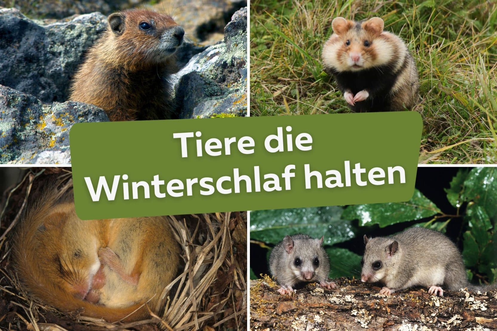 Welche Tiere halten Winterschlaf? Liste: 6 Arten mit Bild