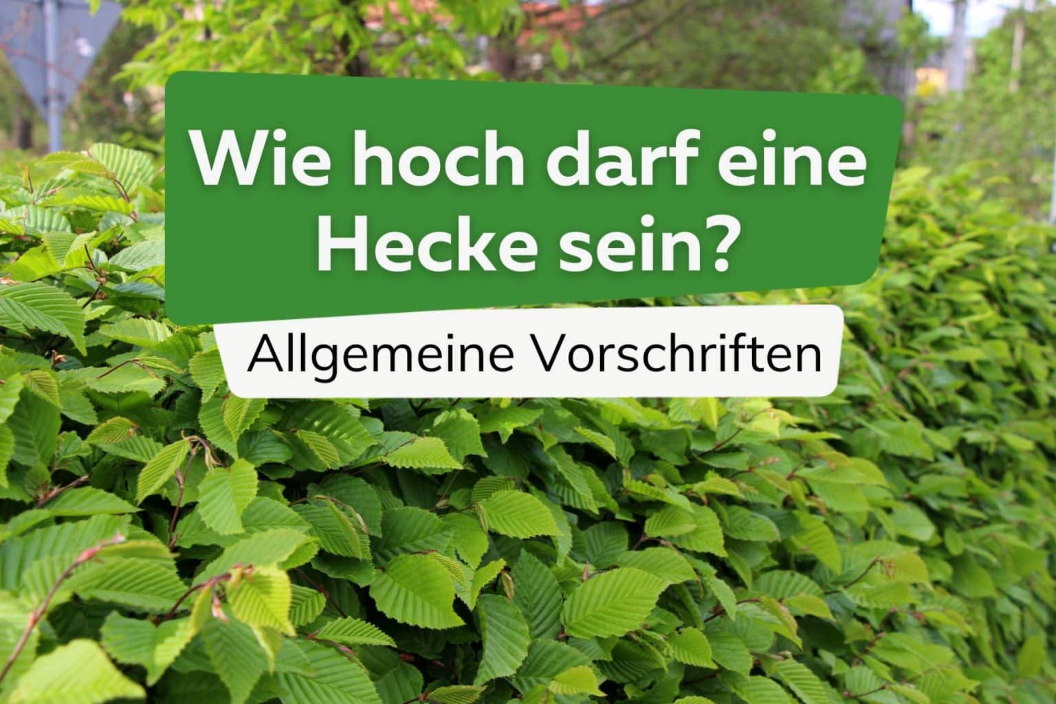 Wunderschãƒâne Wie Hoch Darf Hecke Sein Nrw Bild