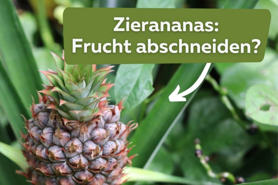 Zierananas: sollte man die Frucht abschneiden?