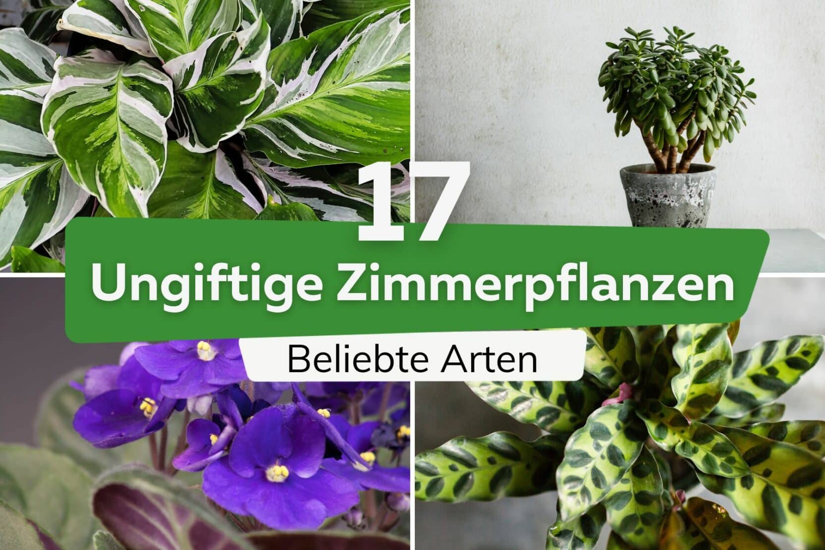 Verwunderlich Arten Von Zimmerpflanzen Fotos