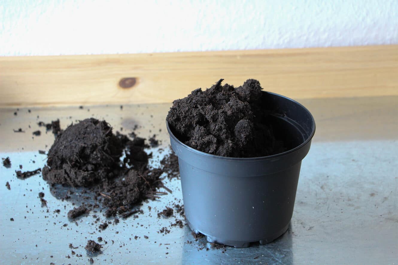 Blumenerde für Zimmerpflanzen: was ist die Beste?