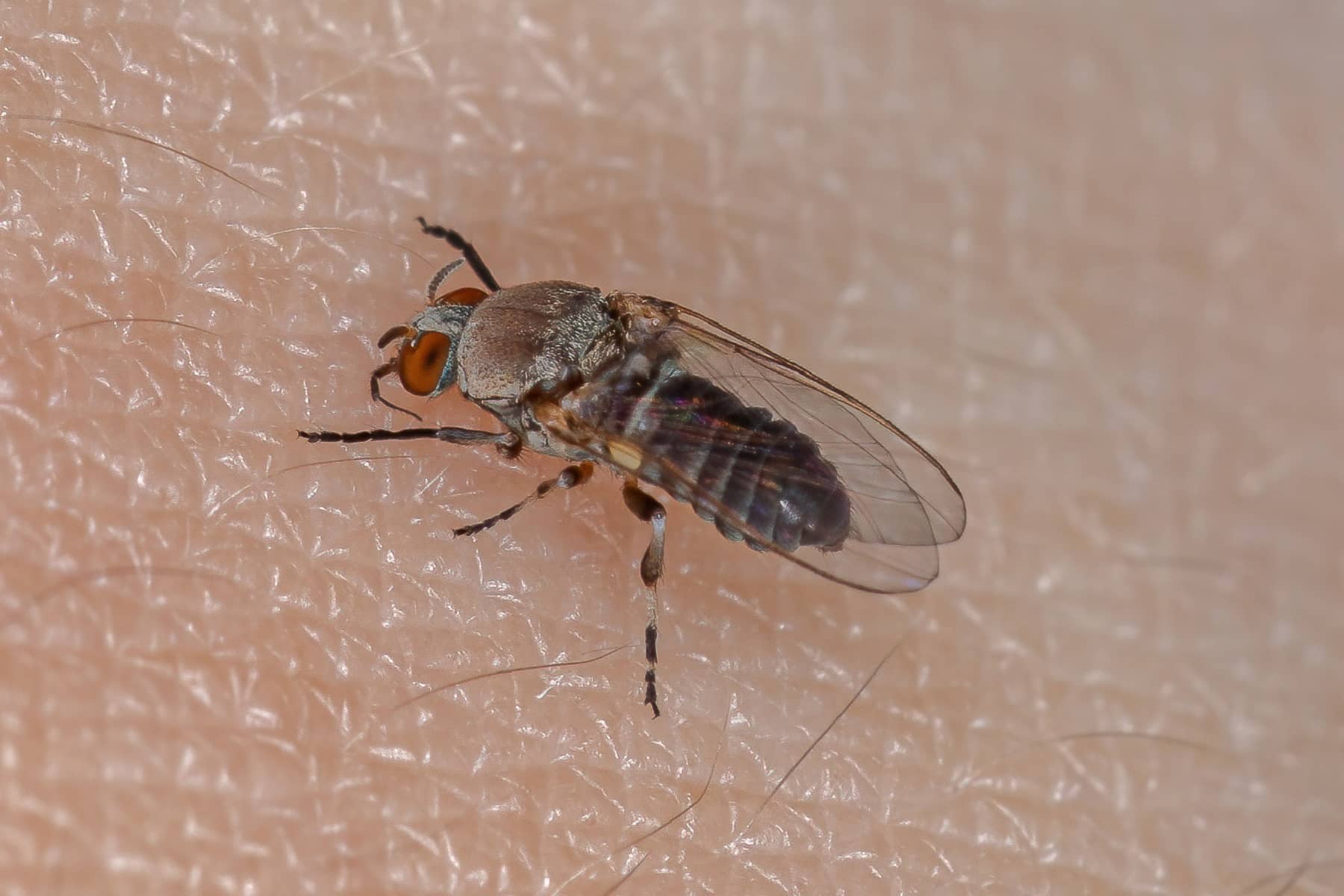 Winzige kleine Fliegen die stechen: was tun?