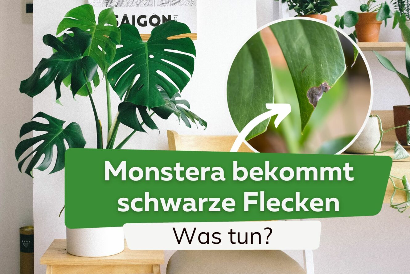 Monstera bekommt schwarze Flecken: schnelle Hilfe