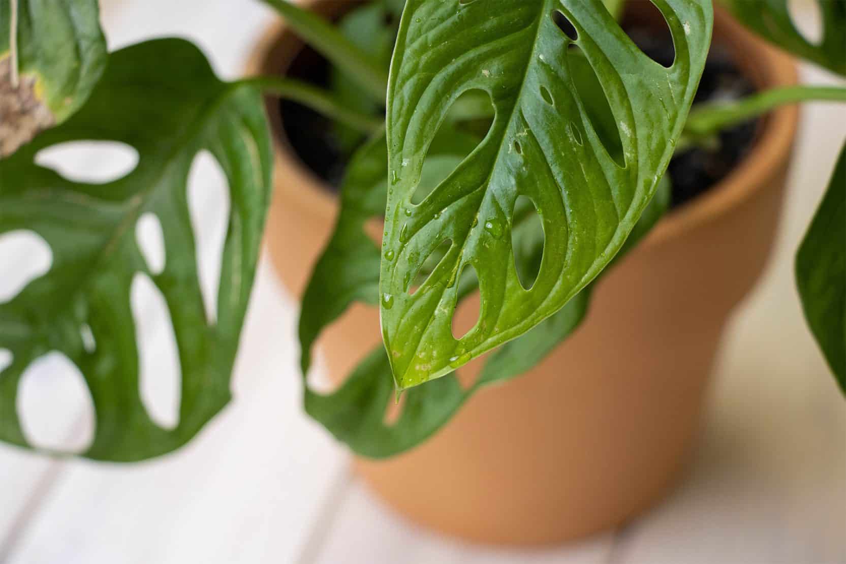 Monstera von Blättern tropft Wasser: was ist los?