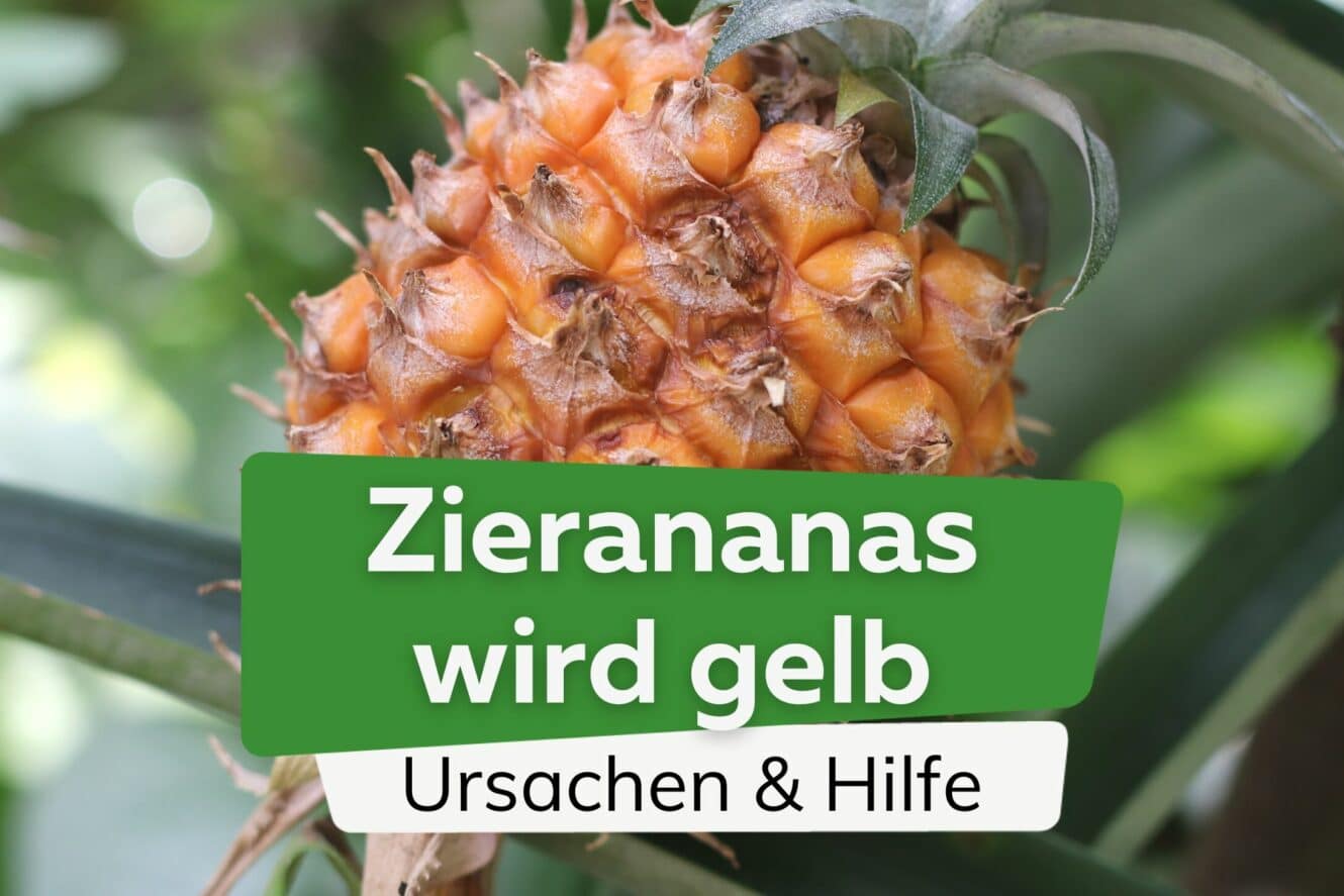 Zierananas Lasst Ananas Hangen