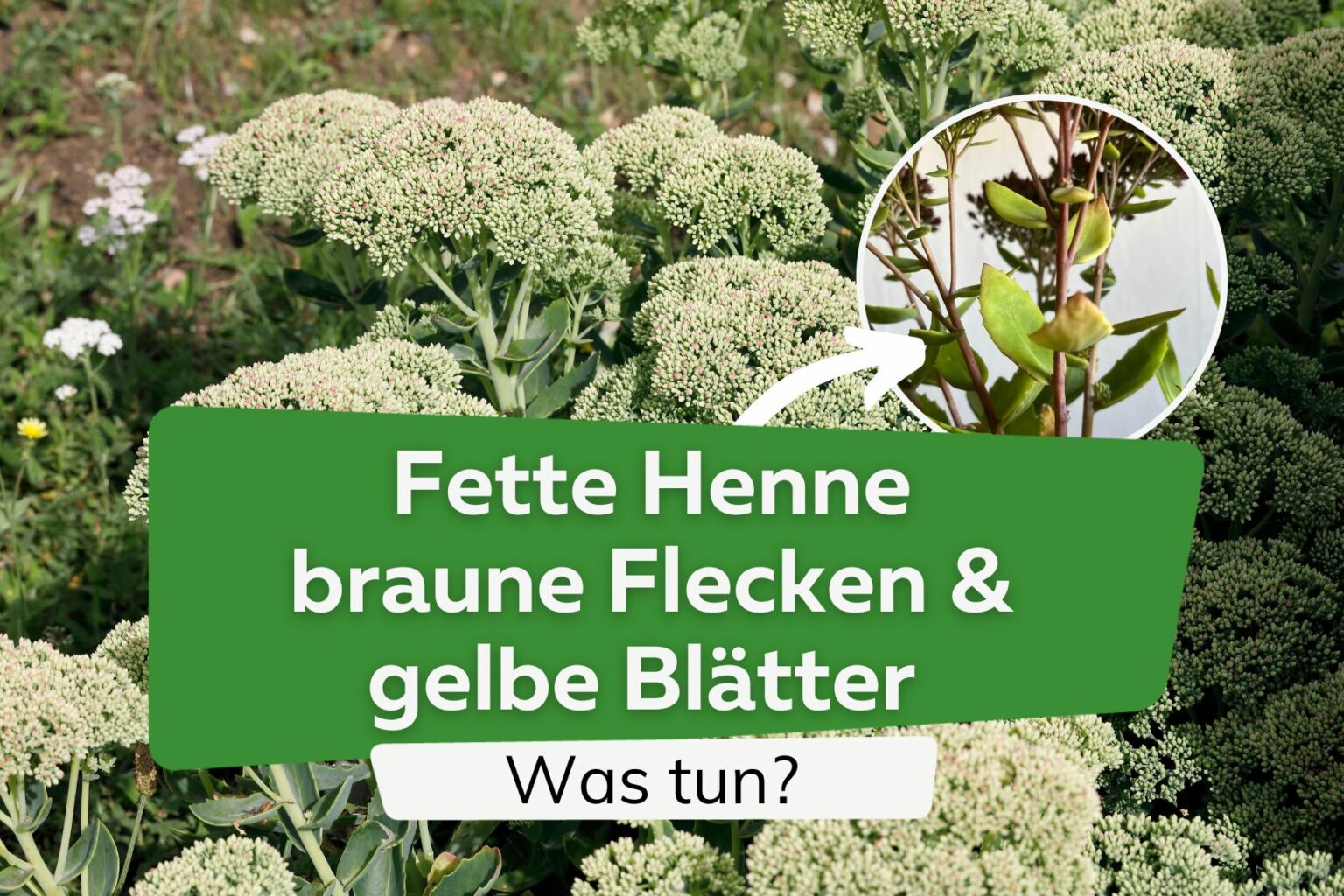 Fette Henne Krankheiten Bilder