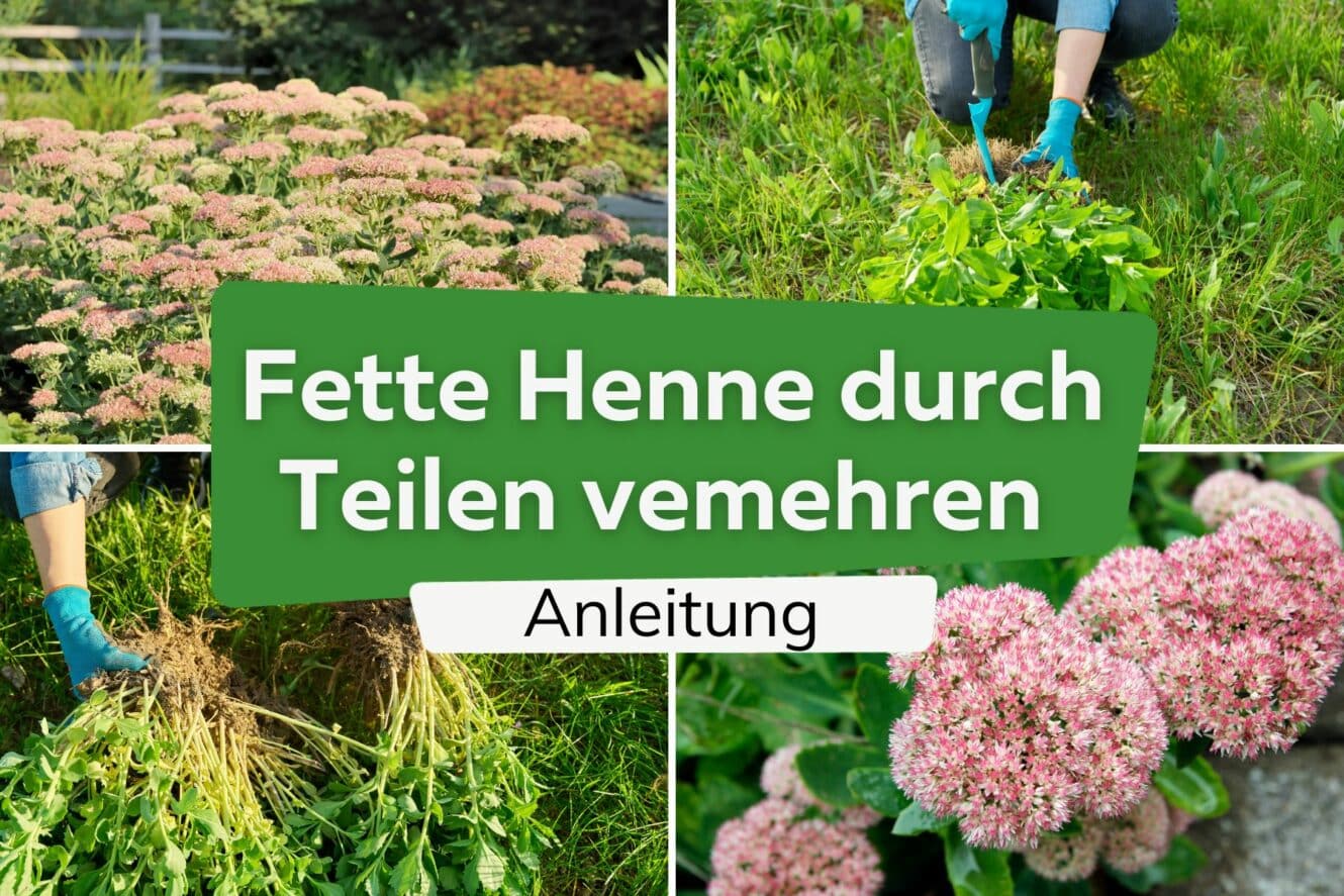 Fette Henne Krankheiten Bilder