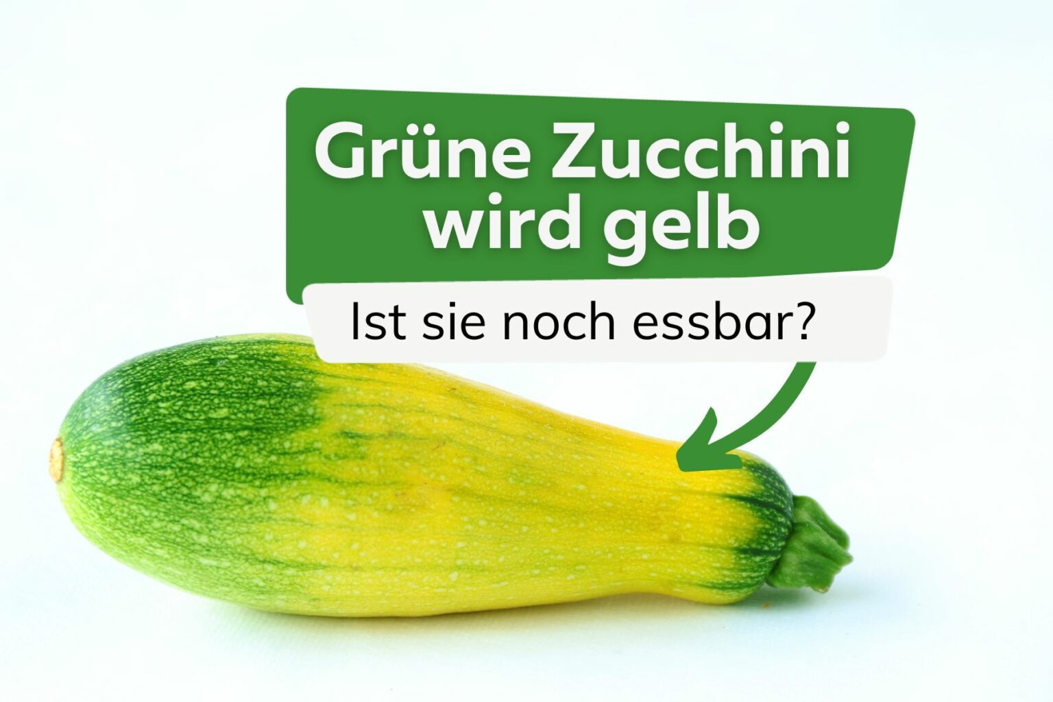 Grüne Zucchini wird gelb: ist sie noch essbar?
