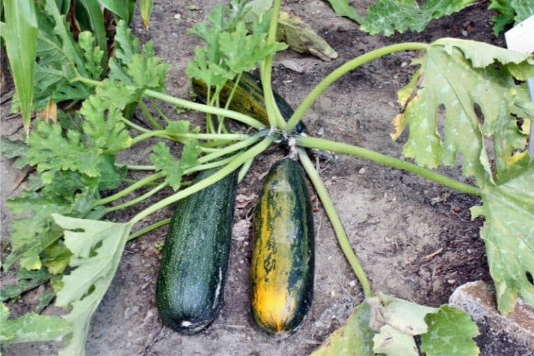 Zucchini Werden Gelb