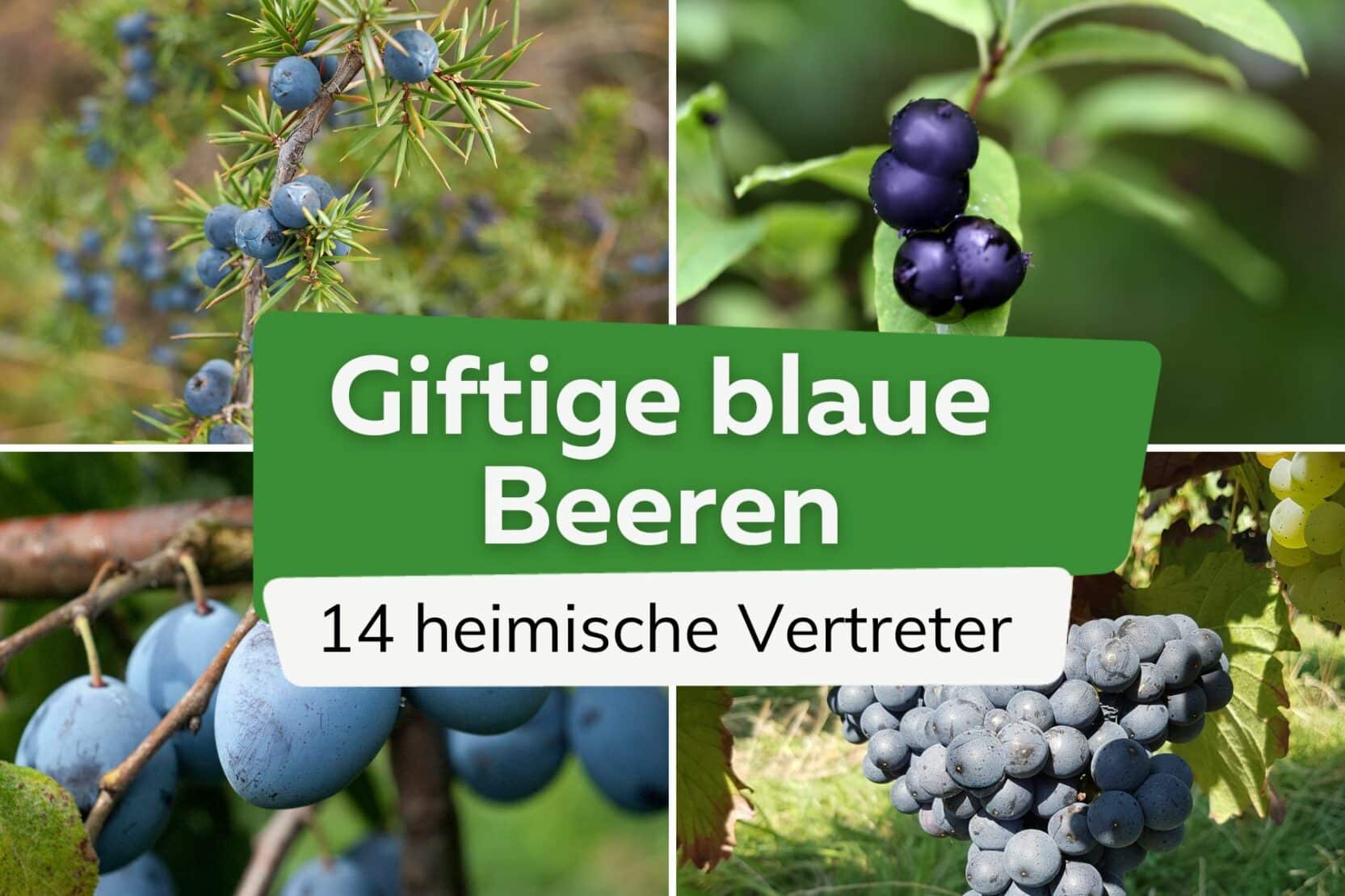 Giftige Blaue Beeren