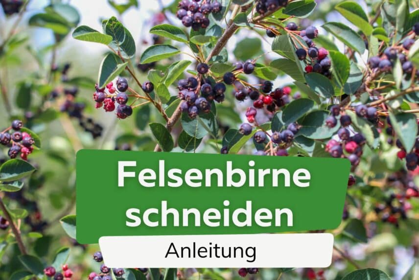 Felsenbirne schneiden: Anleitung