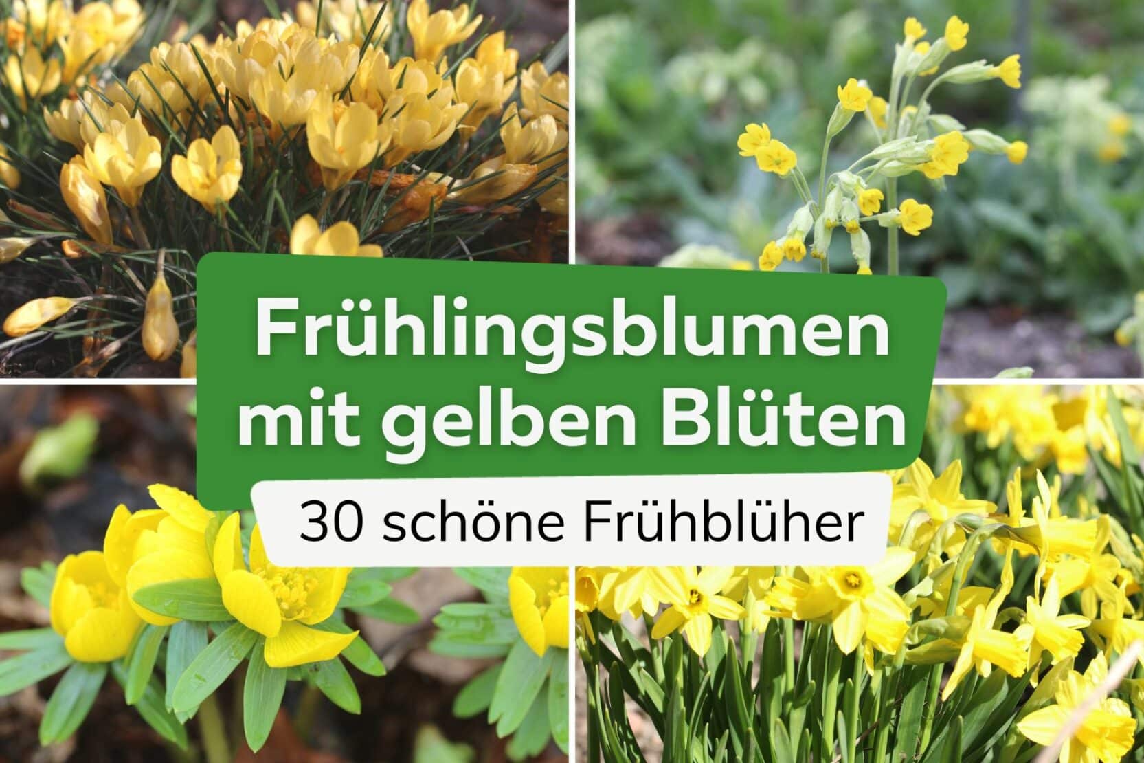 Blume Gelb Fruhling