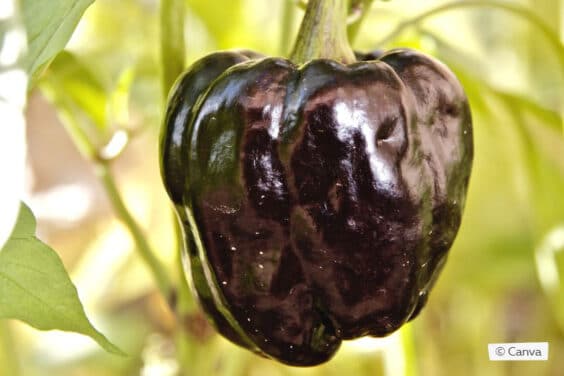 Paprika Wird Schwarz