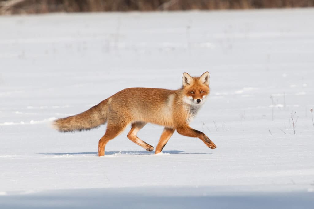 Fuchsspuren im Garten und Schnee erkennen