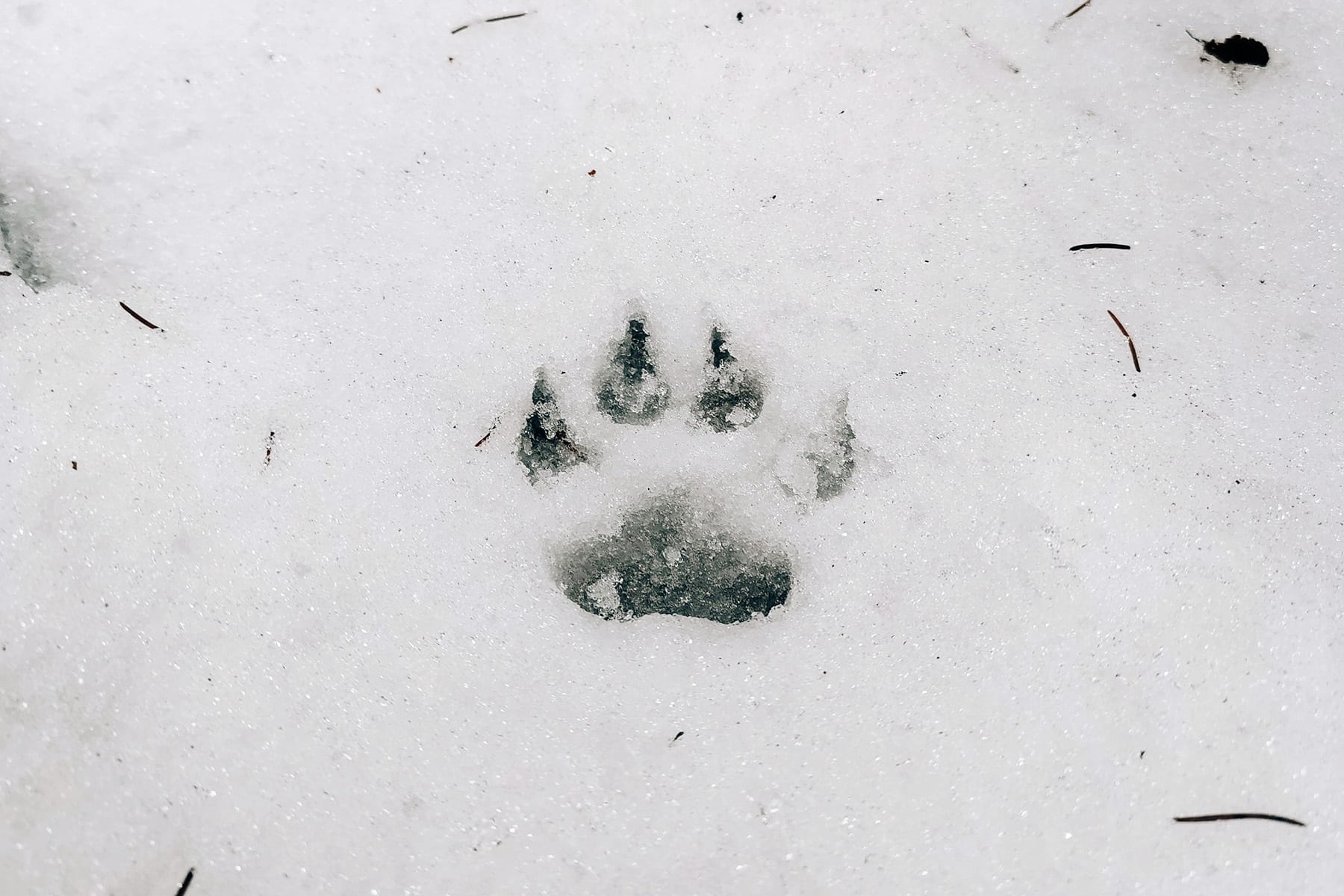 Fuchsspuren im Garten und Schnee erkennen