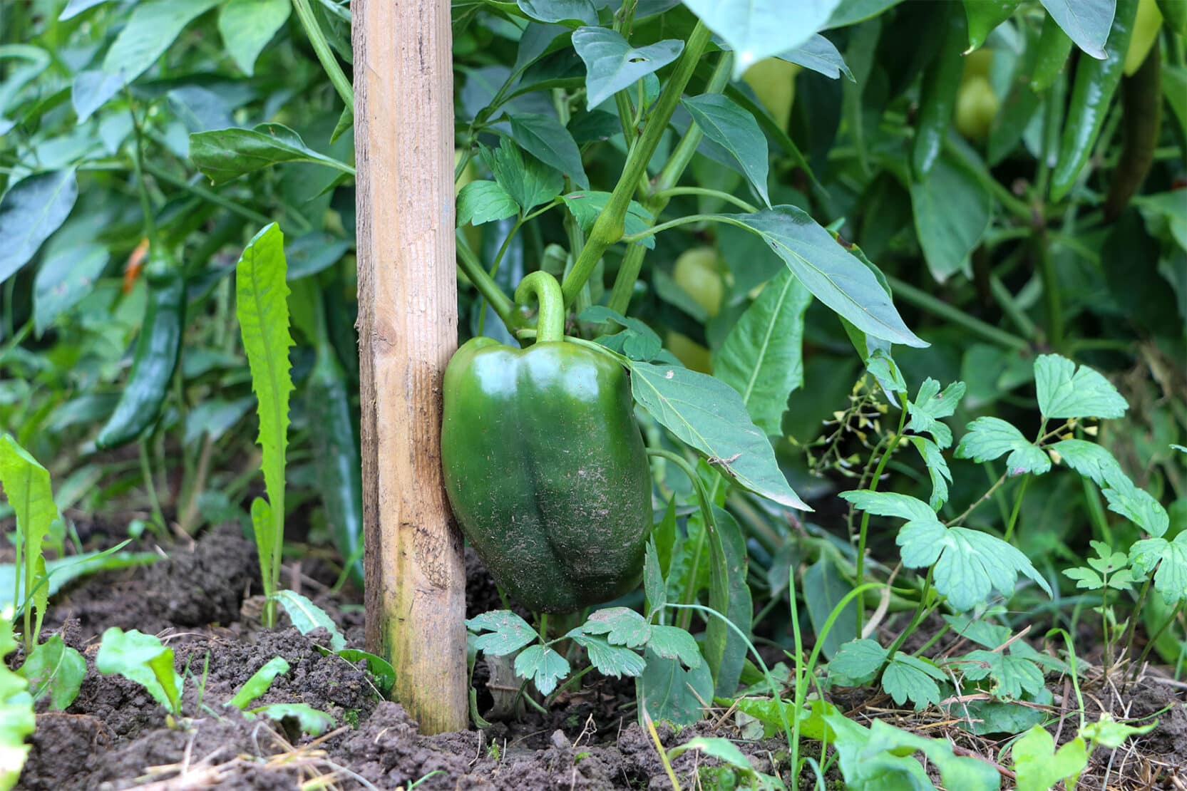 Grne Paprika Unreif